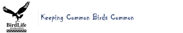 Welcome to BirdLife Zimbabwe (BLZ)