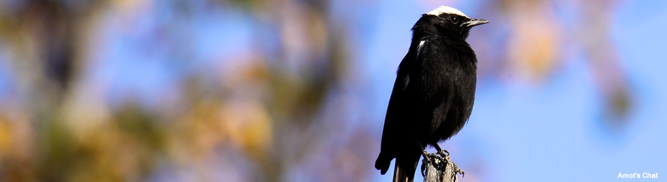 Welcome to BirdLife Zimbabwe (BLZ)