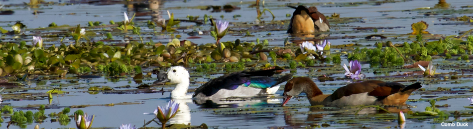 Welcome to BirdLife Zimbabwe (BLZ)