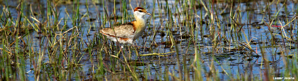 Welcome to BirdLife Zimbabwe (BLZ)