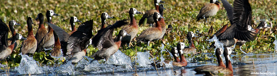 Welcome to BirdLife Zimbabwe (BLZ)