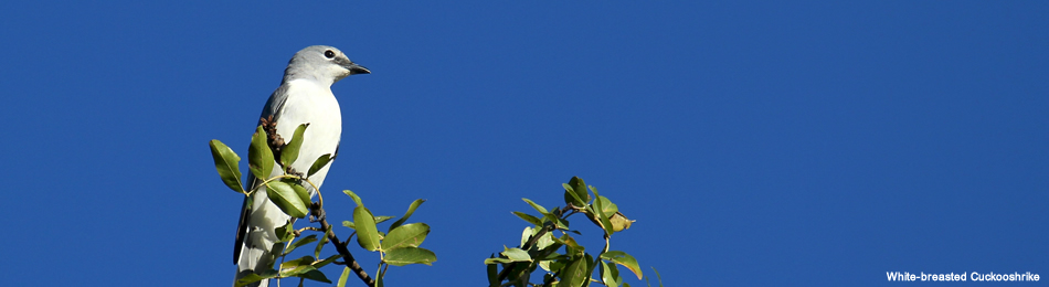 Welcome to BirdLife Zimbabwe (BLZ)