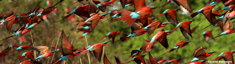 Welcome to BirdLife Zimbabwe (BLZ)